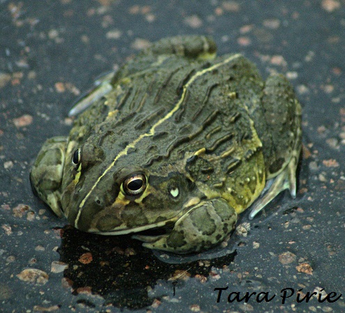 Tara's Tales: Magnificent trip to Kruger!