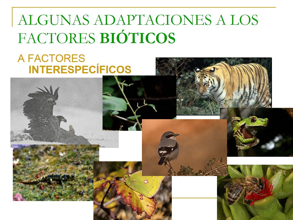 FACTORES ECOLOGICOS