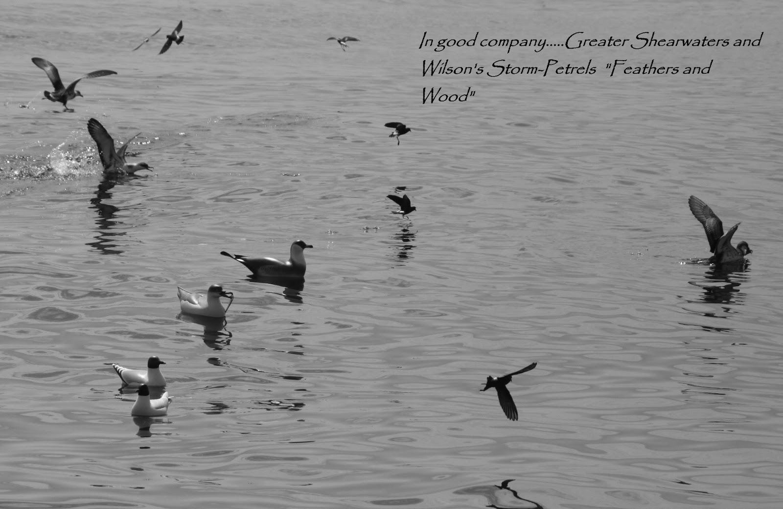Keith Mueller Bird Carvings: Sea Bird Decoys 1 (Test)