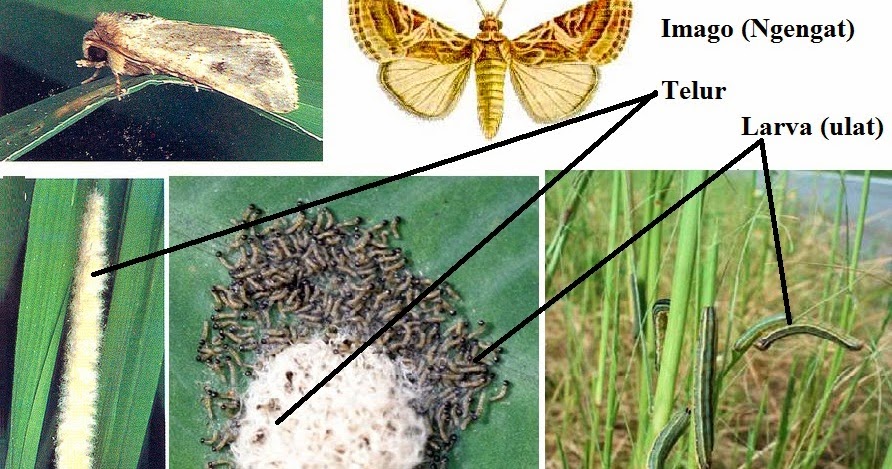 Oyie Penyuluh Pertanian: TEKNIS PENGENDALIAN HAMA ULAT GRAYAK PADA ...