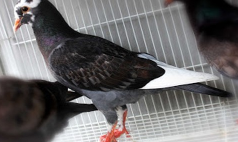 Cara mengetahui karakter merpati dengan warna bulunya - Den Family