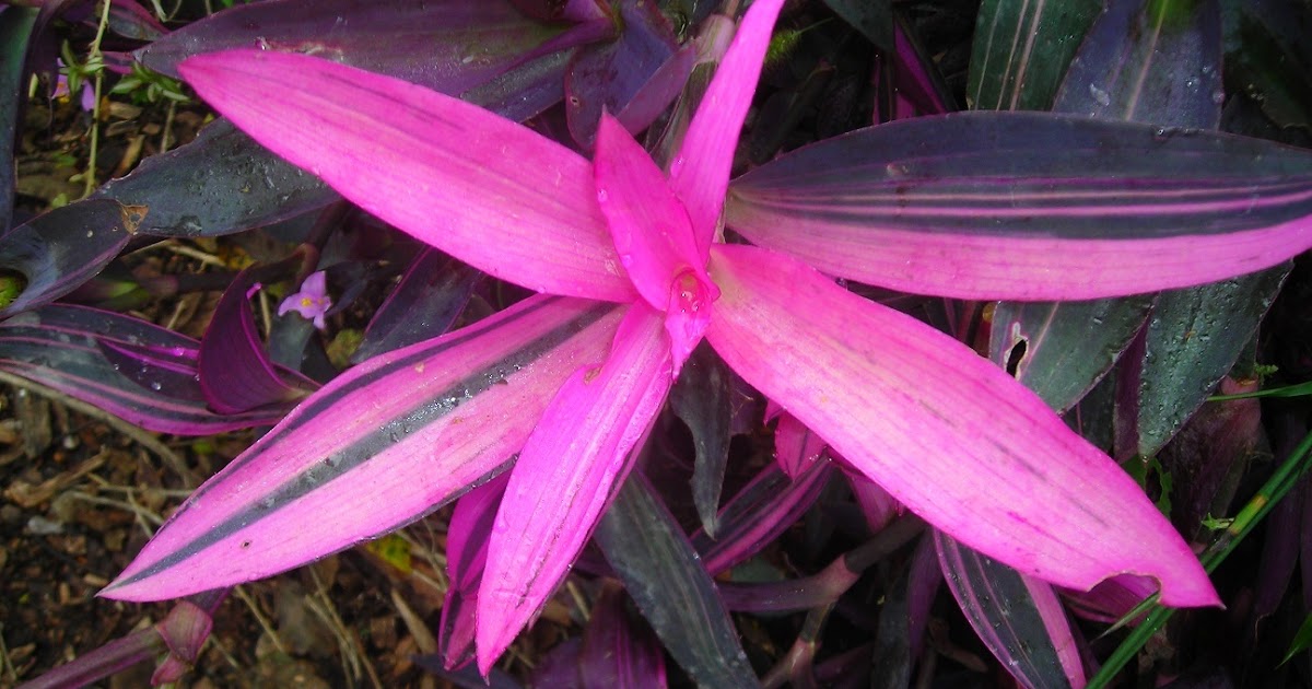 Gardening Granny's Gardening Pages: Purple Heart or Setcreasea pallida