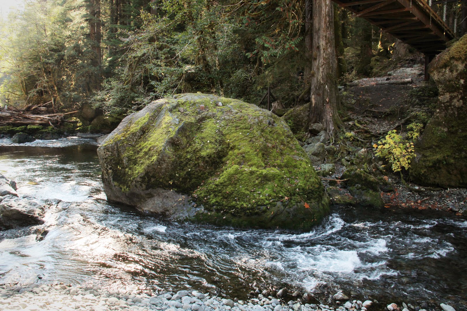 The Lovely Red Fox: Hiking Staircase — Olympic National Park
