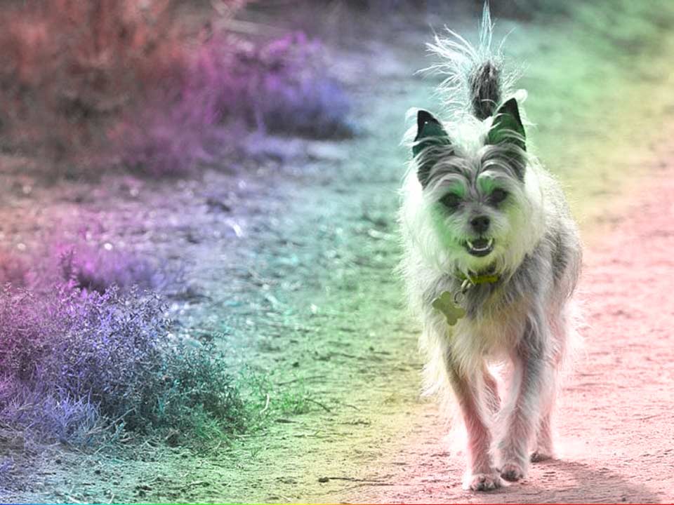 Cute Lion Dog Wallpaper