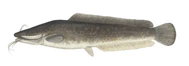 UFUGAJI BORA WA SAMAKI: Ufugaji Mseto wa Sato na Kambale