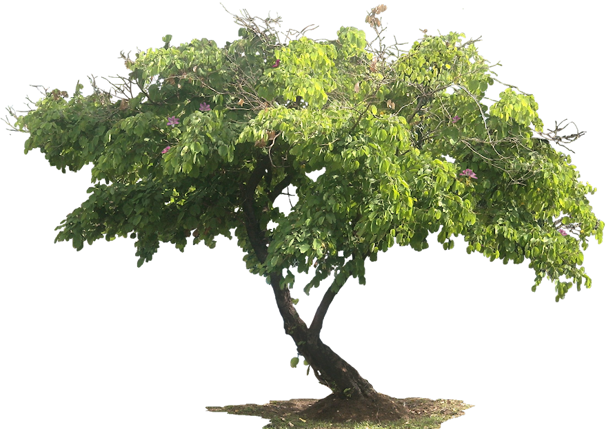 Tropical Plant Pictures: Bauhinia purpurea