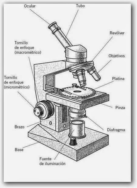 Microscopio con sus partes - Imagui