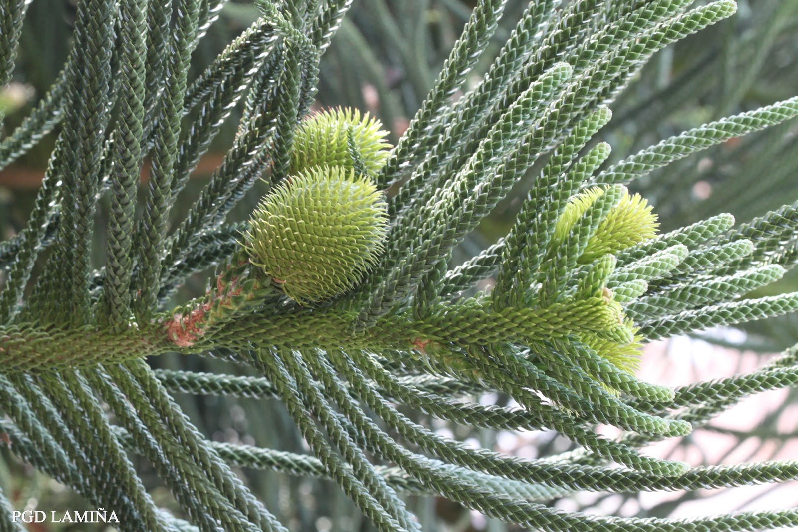 ARAUCARIA HETEROPHYLLA. araucaria.