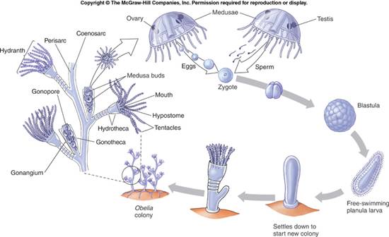 KINGDOM ANIMALIA : PHYLUM COELENTERATA