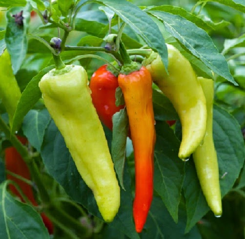 ANEKA BENIH TANAMAN: BENIH CABE