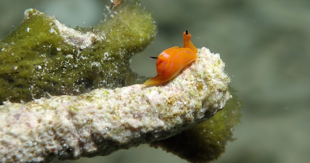 Real Monstrosities: Batwing Sea Slug
