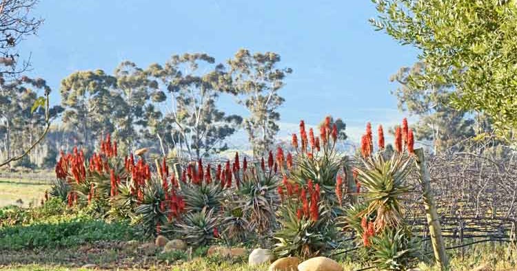 .: This Week's MENU. Tulbagh. Saronsberg, Rijks, Readers, Church St ...