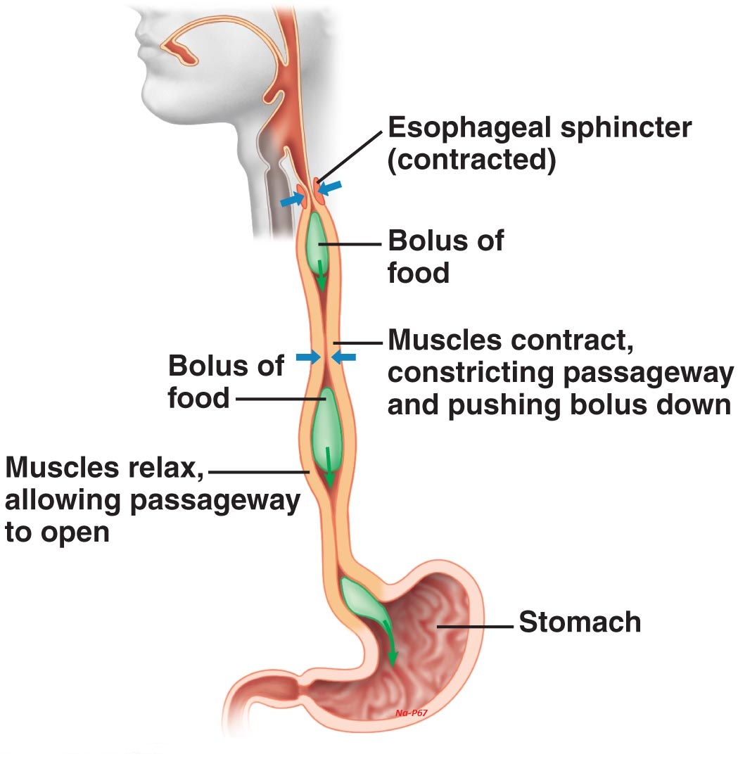 Face Bio Na-P67: 04/01/2011 - 05/01/2011
