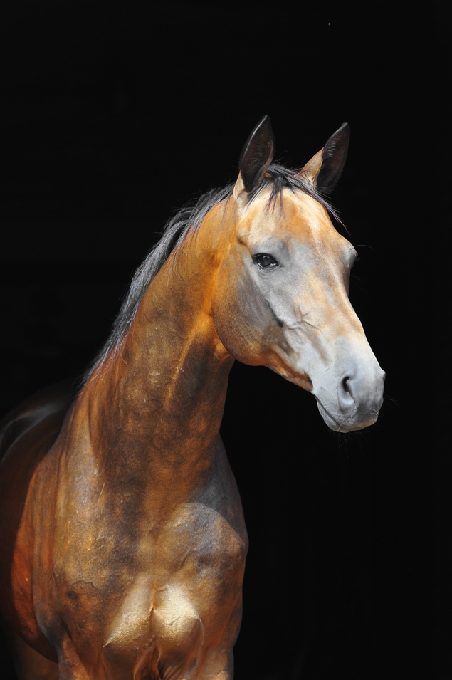 Akhal Teke Head