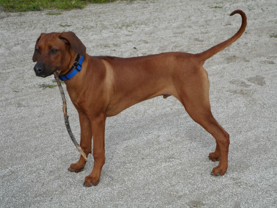 MR Ridgebacks: Past Litters