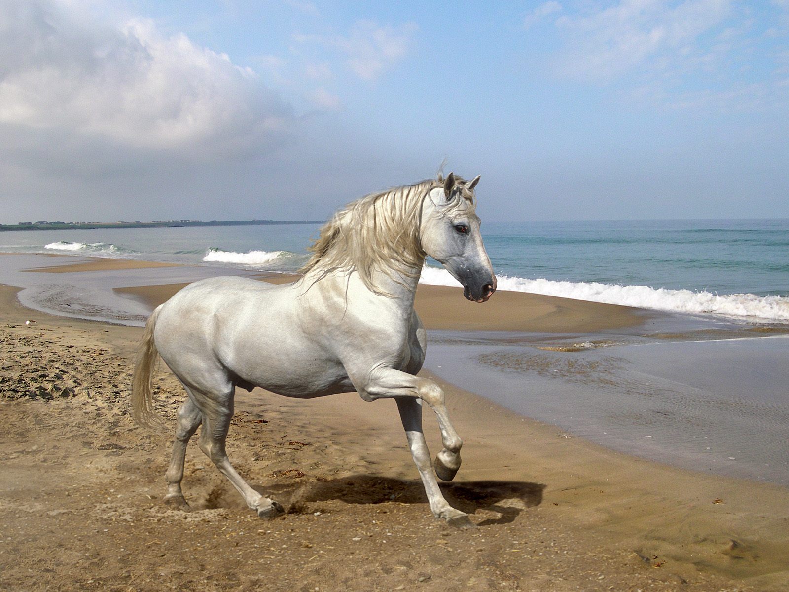 HD Animals Wallpapers: Andalusian horses Wallpapers