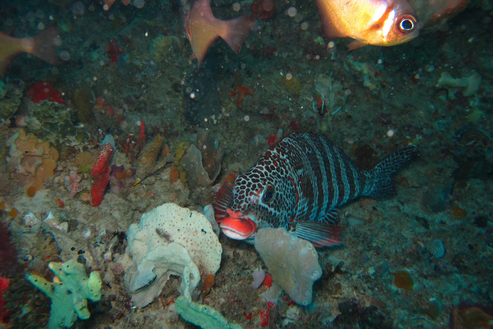 BillsDiving: Red-Lipped Morwong