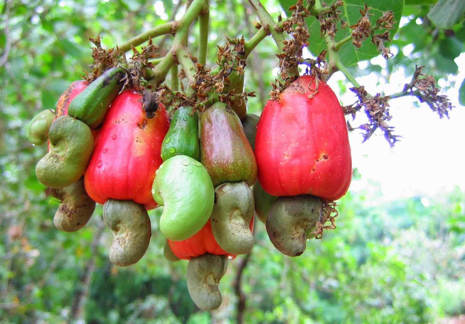 Gambar Buah Jambu Mede - Gambar Buah