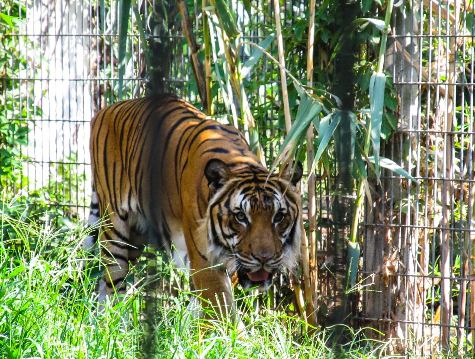 Life with Dylan: Our visit to the Fresno Chaffee Zoo with Mek & Paca