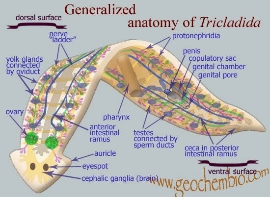 Blog de la clase de Biología y Geología de 1º de Bachillerato del IES ...