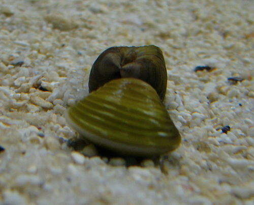 WARNA AQUATICA: Ornamental Freshwater Clam