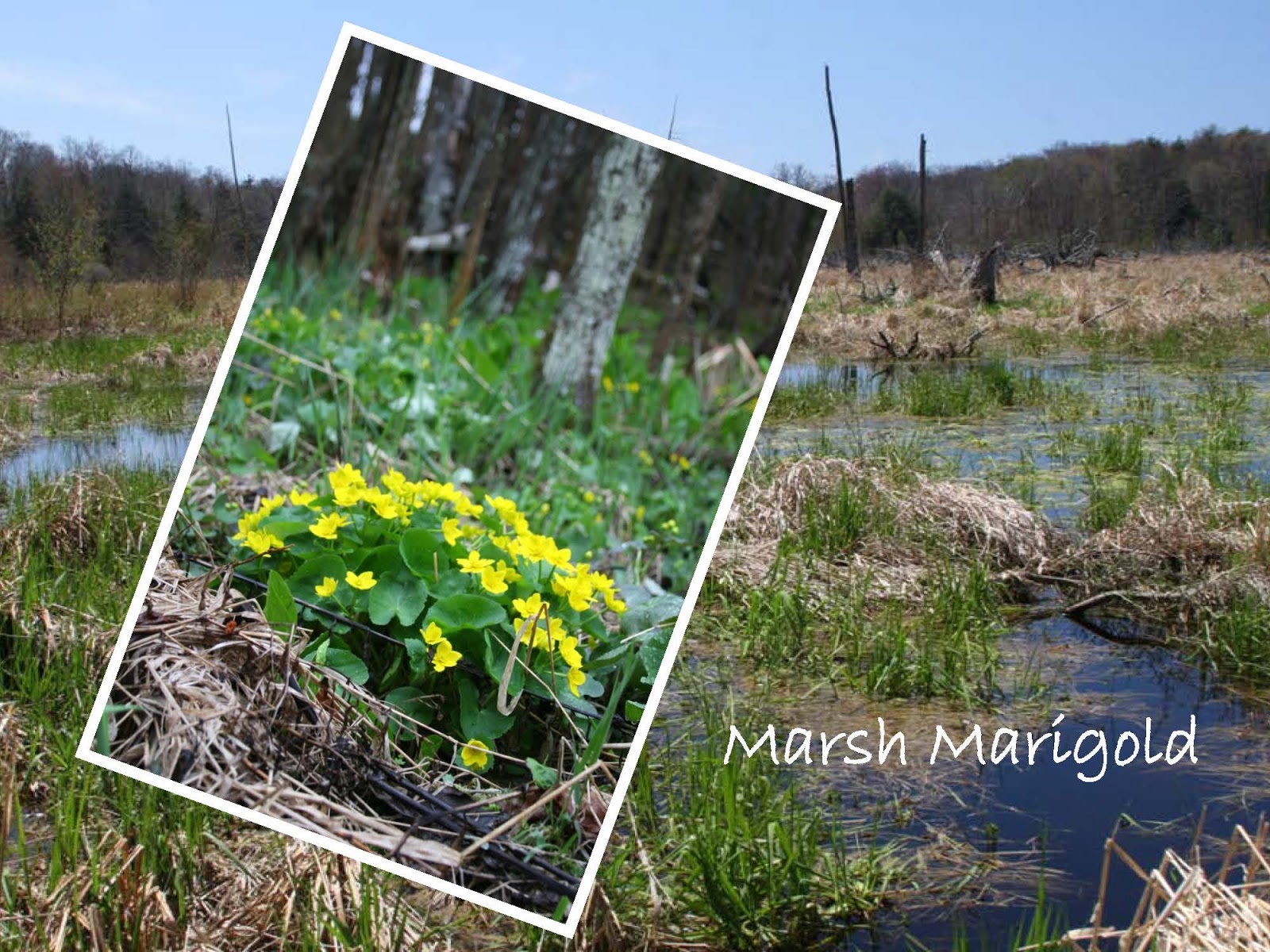 Isabella Conservation District Environmental Education Program: Wetland ...