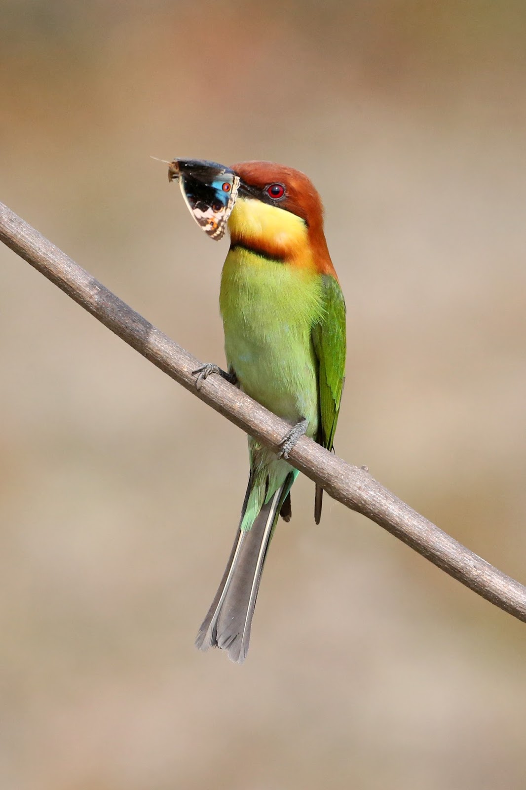 Chestnut-headed Bee-eaters; the large ‘cliff’ colony on Penang Island