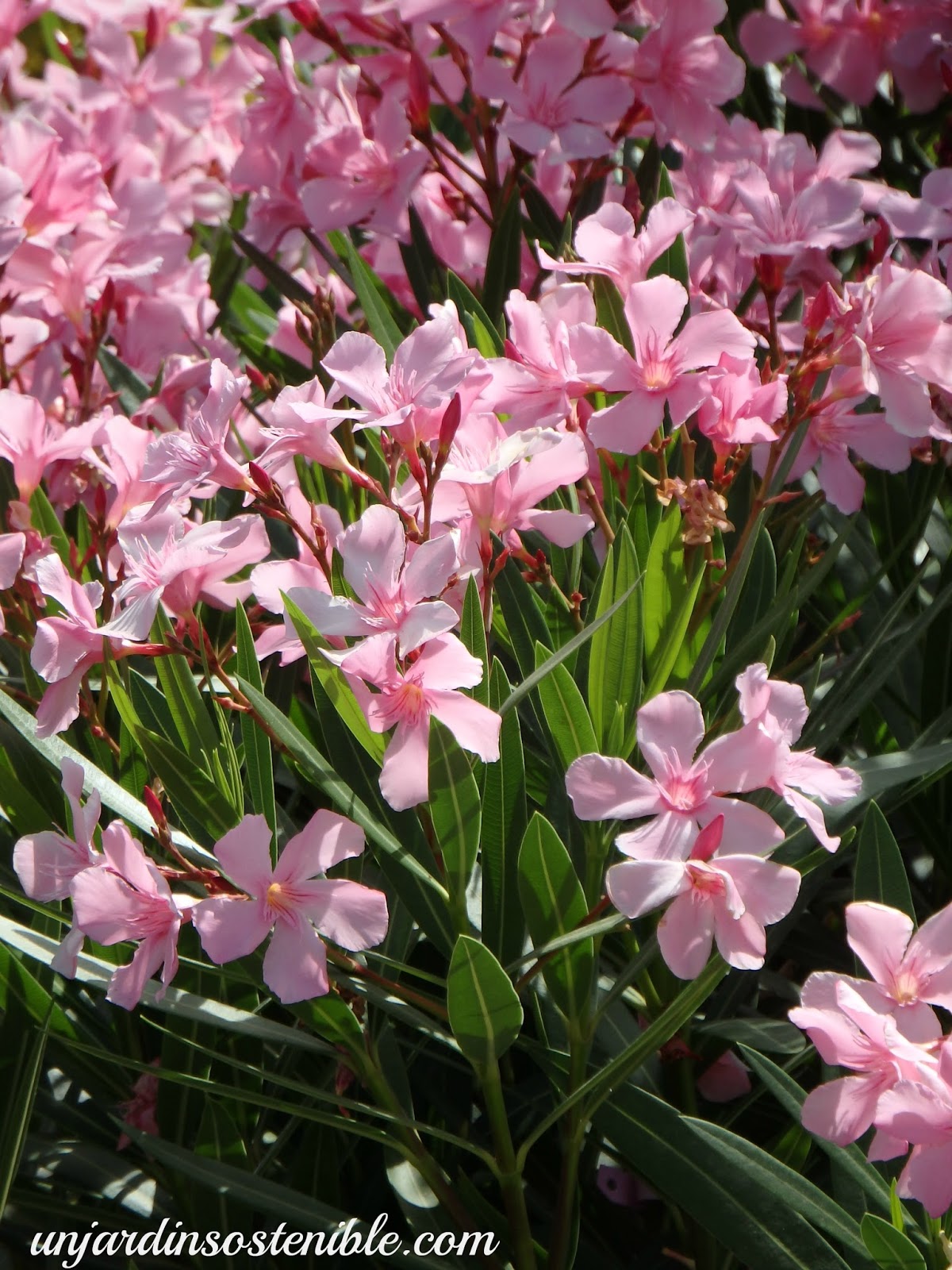 Nerium oleander (Adelfa, Laurel rosa, Balandre etc.)