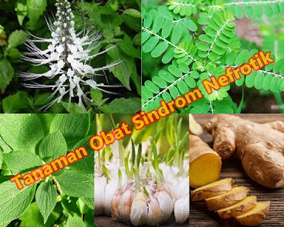 5 Tanaman Obat Sindrom Nefrotik Paling Ampuh - Rumah Gamat Emas Kapsul