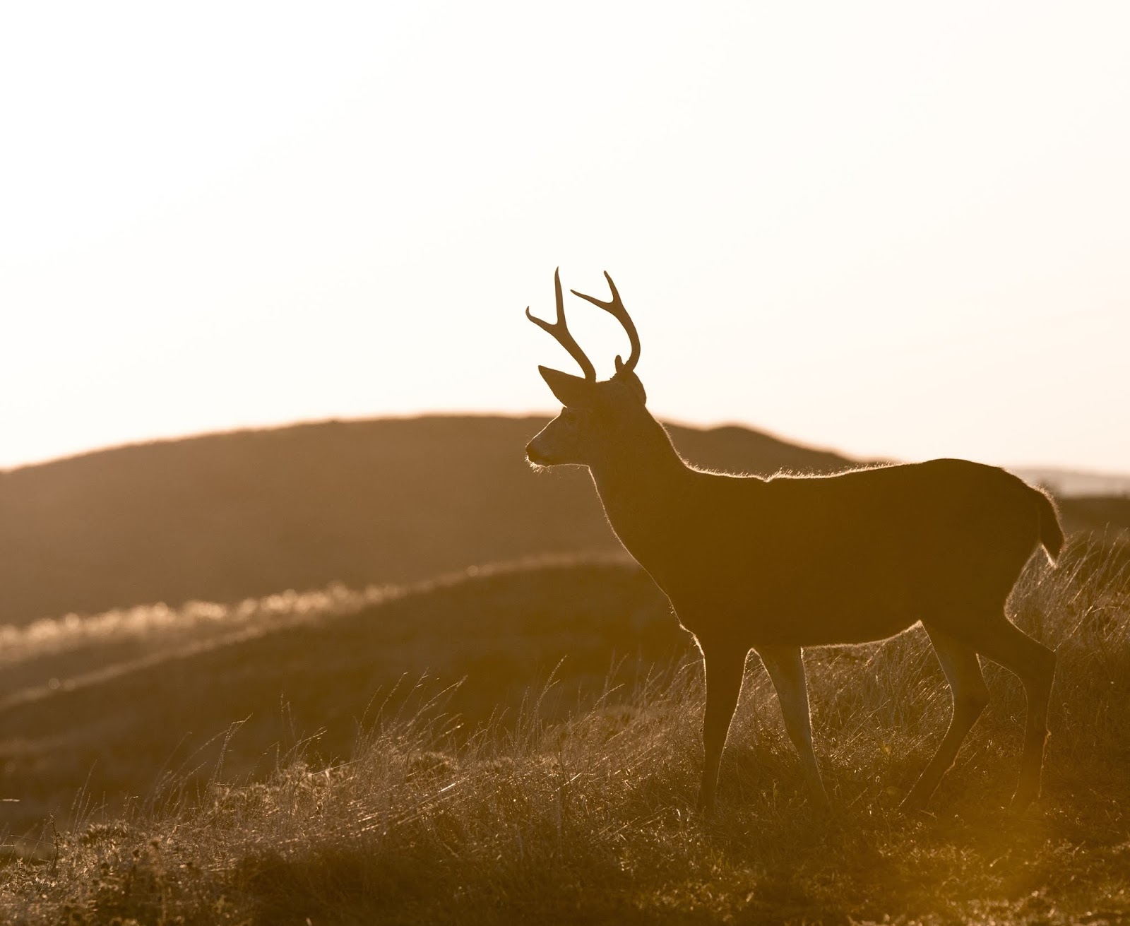 What To Do If You Hit a Deer and How to Possibly Avoid It - NYCM ...