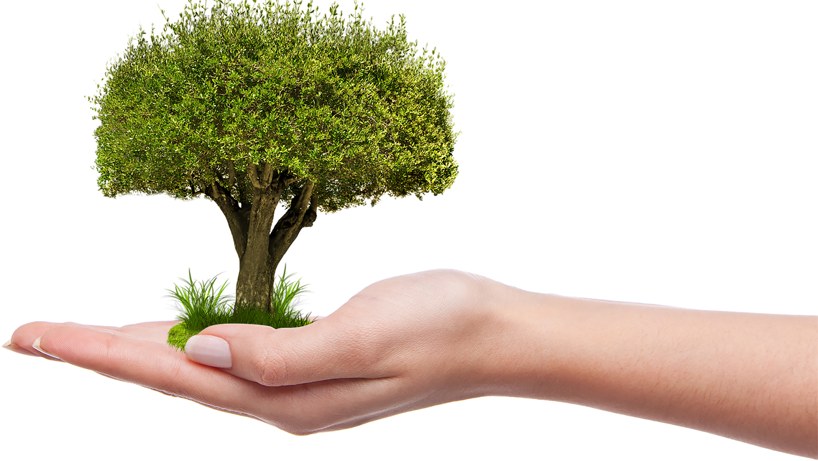 5 benefits that make us realize the importance of trees in our life