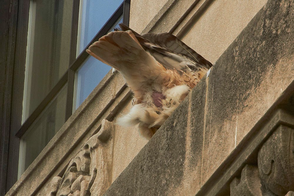 Palemaleirregulars: What Does A Brood Patch Look Like? Of Brood Patches ...