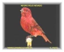 CANARICULTURA DE COLOR CAPITULO 4 - fotos de canarios de color