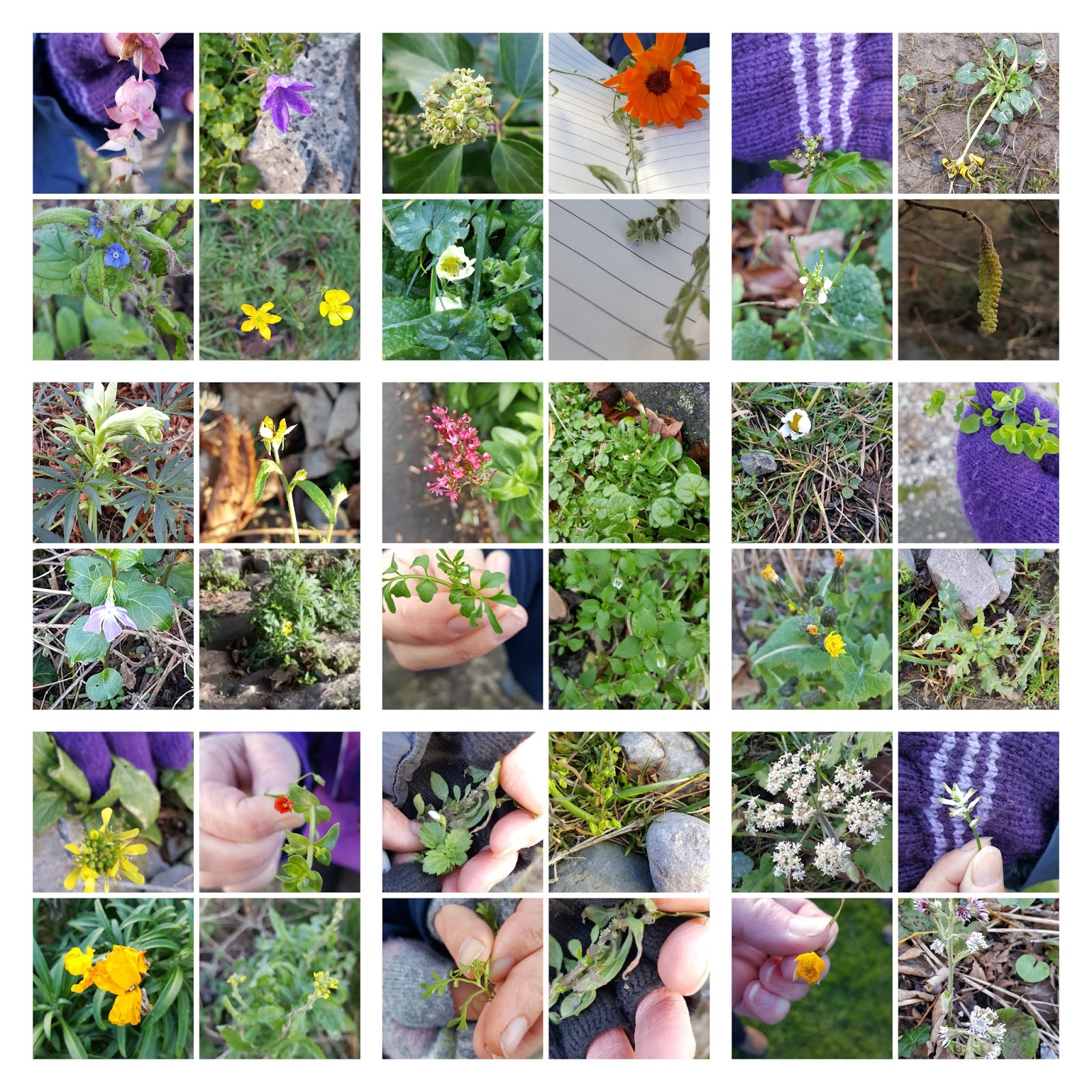 BSBI Cymru: New Year Plant Hunt