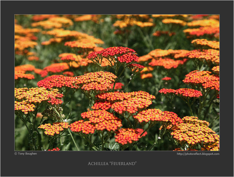 PhotoReflect: Ornamental yarrow