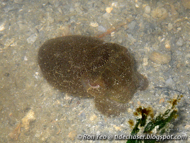 tHE tiDE cHAsER: Cephalopods (Phyllum Mollusca: Class Cephalopoda) of ...