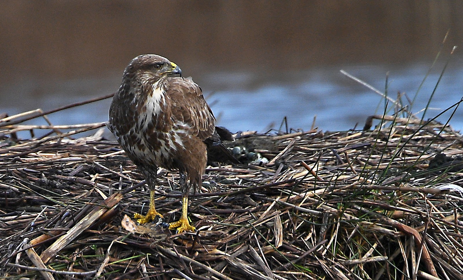 Alan James Photography : Buzzard behaviour