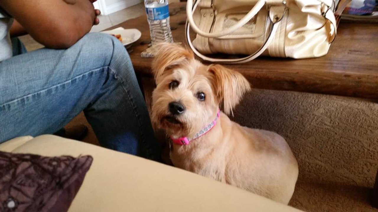 The Belly Fat Cure...PurpleRosy Style...: The Life of MY Poo-Poo