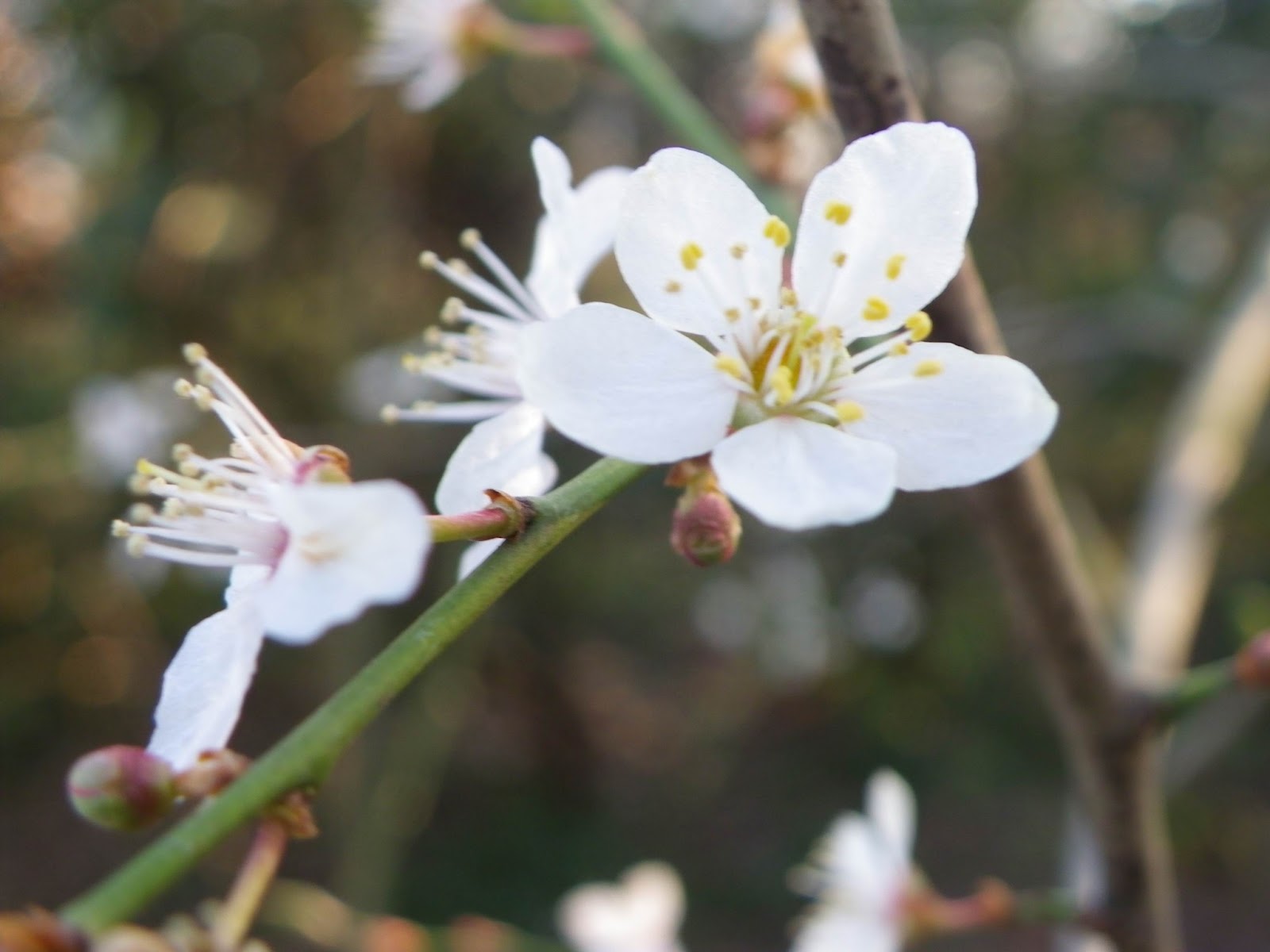 Les fleurs du prunier blanc