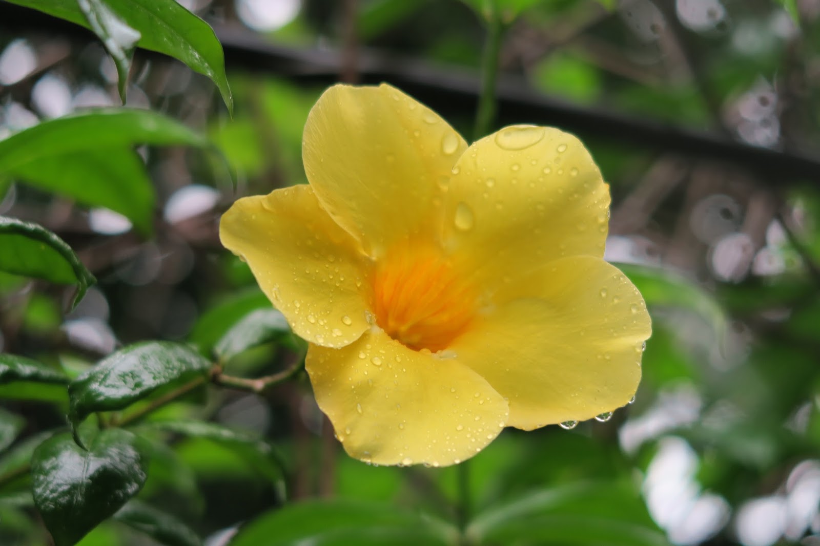 Kleyns In The Philippines: * Flowers (Mga Bulaklak) 1
