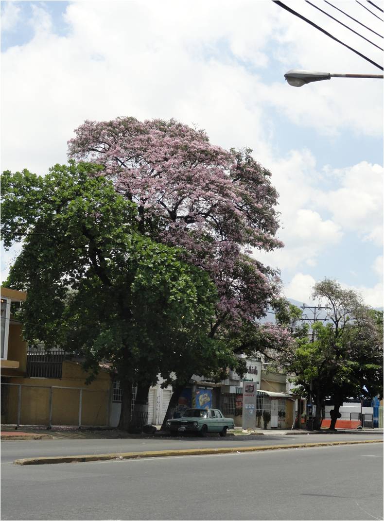 La Doctora De Las Plantas: Apamate (Tabebuia rosea) un árbol ...