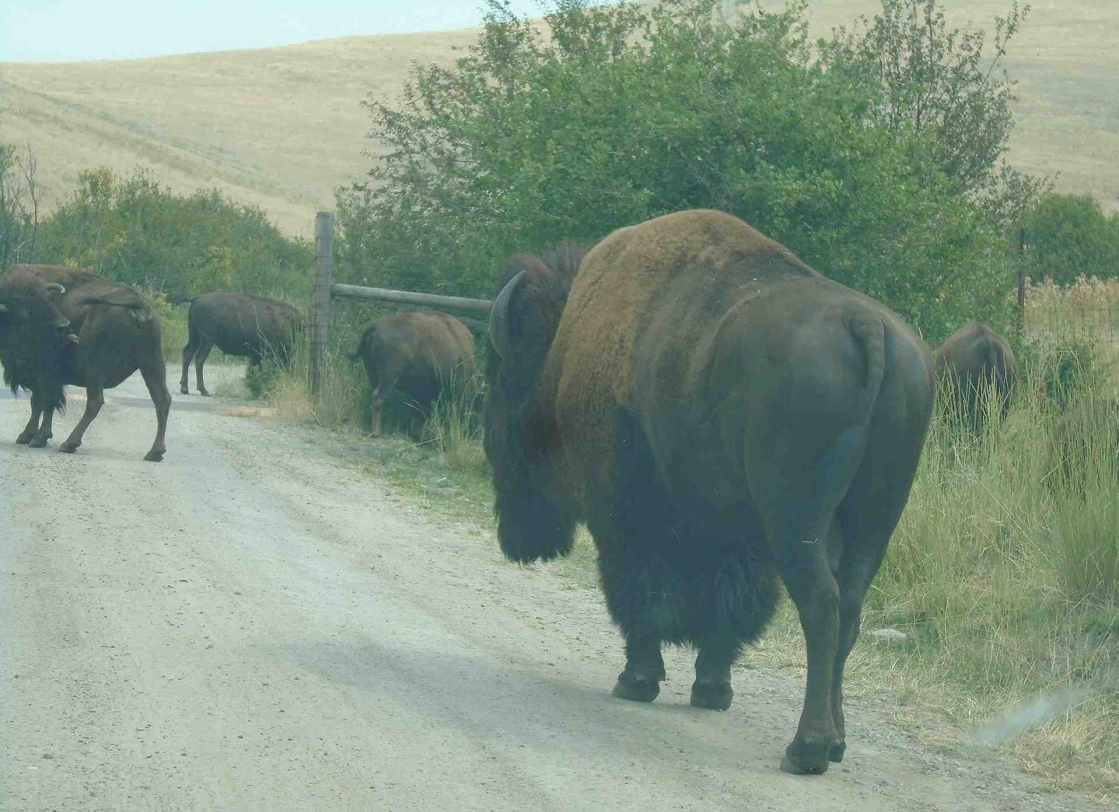 Life among the Tall Pines: Bison Range visit