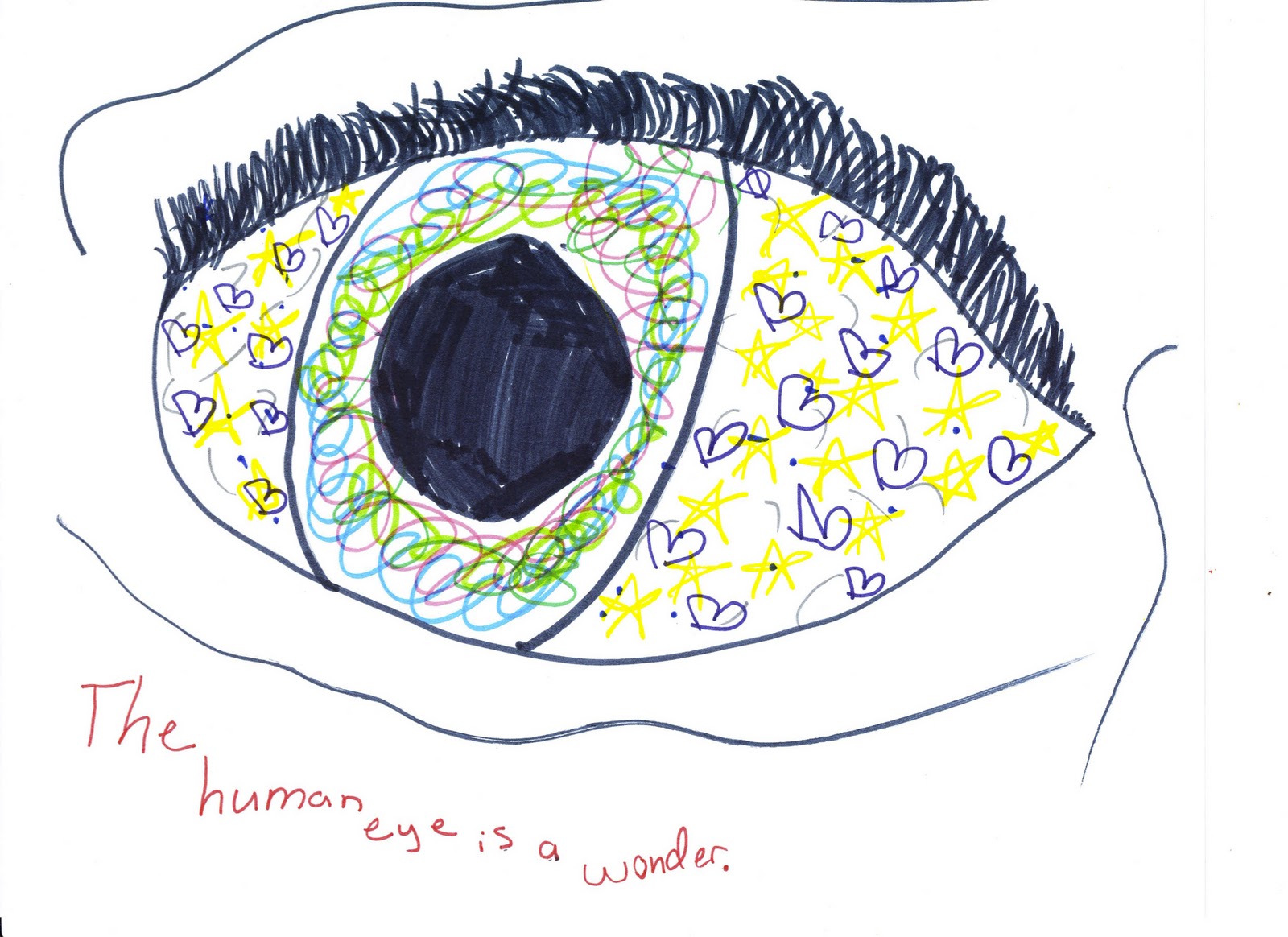 THE HUMAN EYE IS A WONDER ~ Popthomology