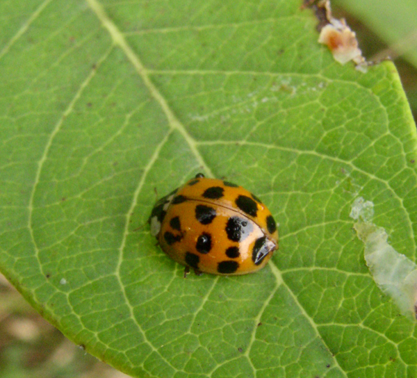 Pollinators: Monarchs and their Enemies