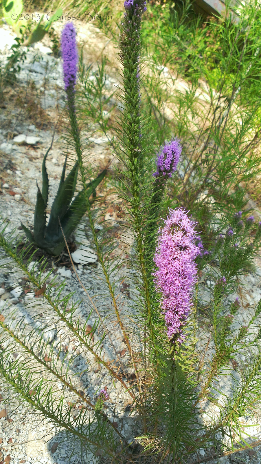 Nature Photography and Facts : Blazing Star