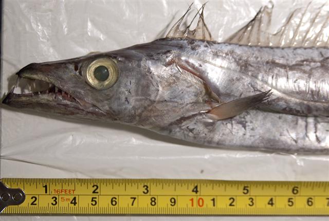 Artes de Pesca: VAMOS A PESCAR SABLE