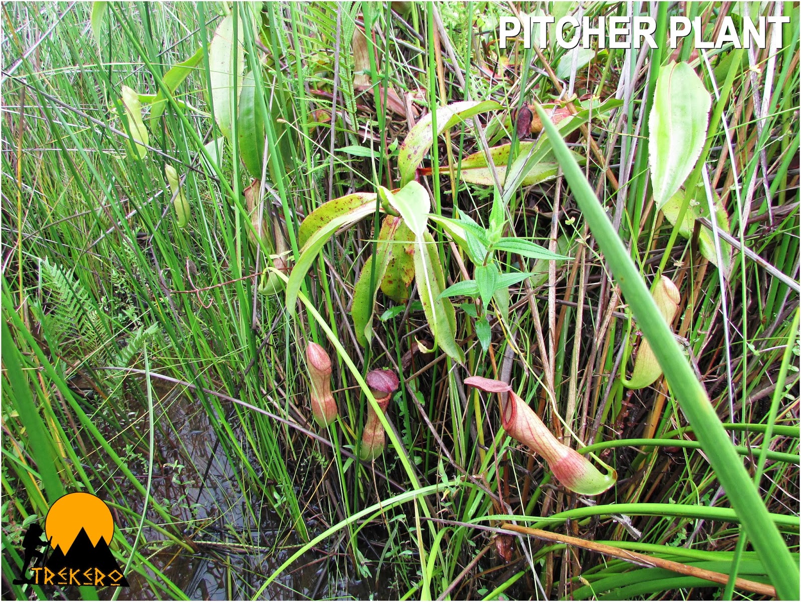TREKERO: LAKE NAPALIT and LAKE MATA