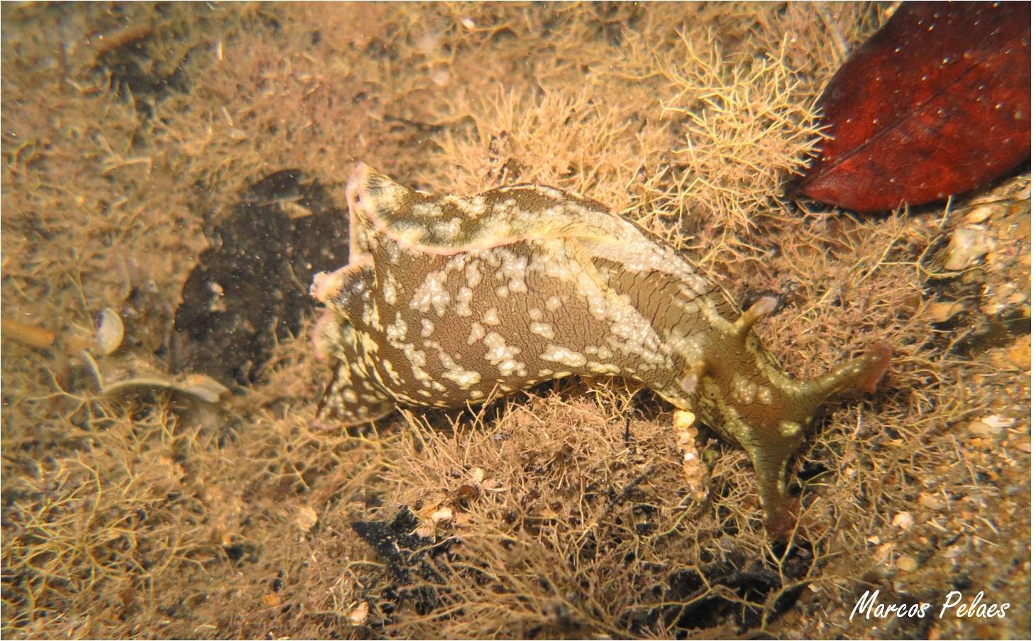 Hidrofilia: Lebres-do-mar (Aplysia sp.)