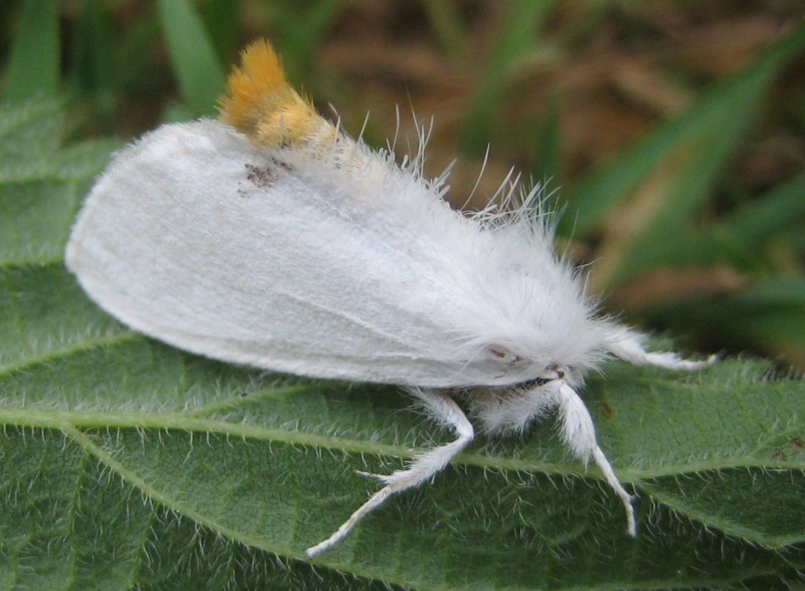 Martin's Moths: Come hither?