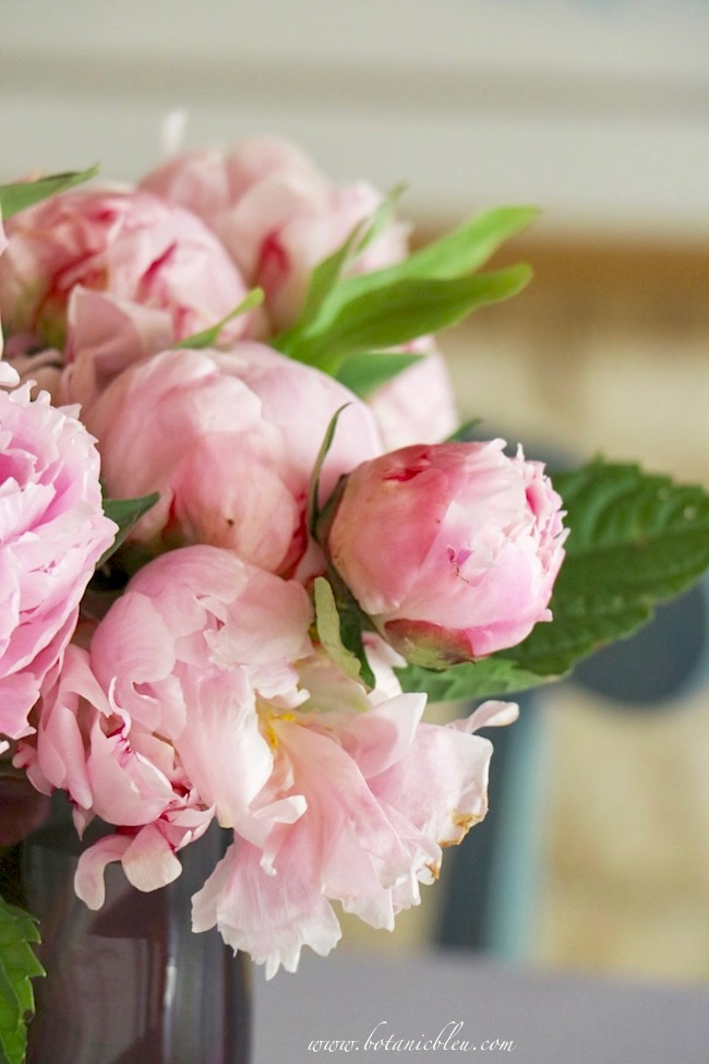 Botanic Bleu: Under the Peony Spell